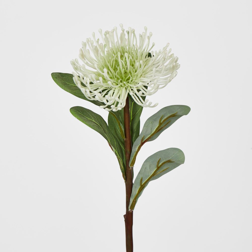 White Leucospermum – Growing Space Interiors